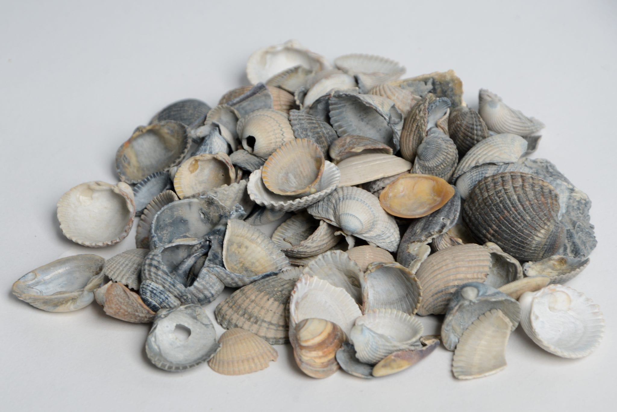 Schelpen isolatie - De Beijer