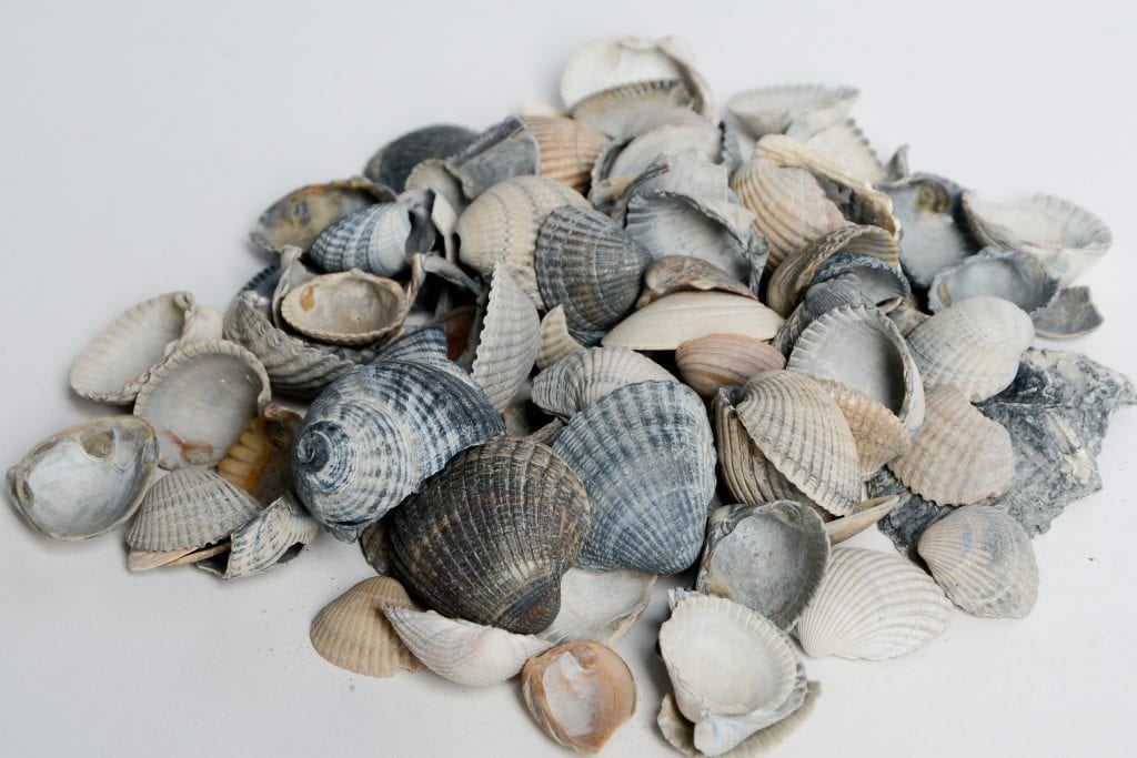 Blauw / grijze schelpen - De Beijer